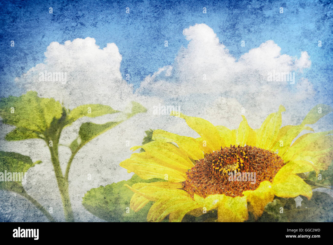 Grunge sunflower in front of sky Stock Photo - Alamy