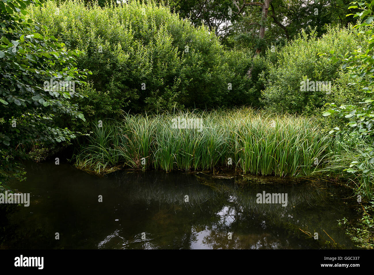 Summer time photos of the restoration project at a chalk stream site ...