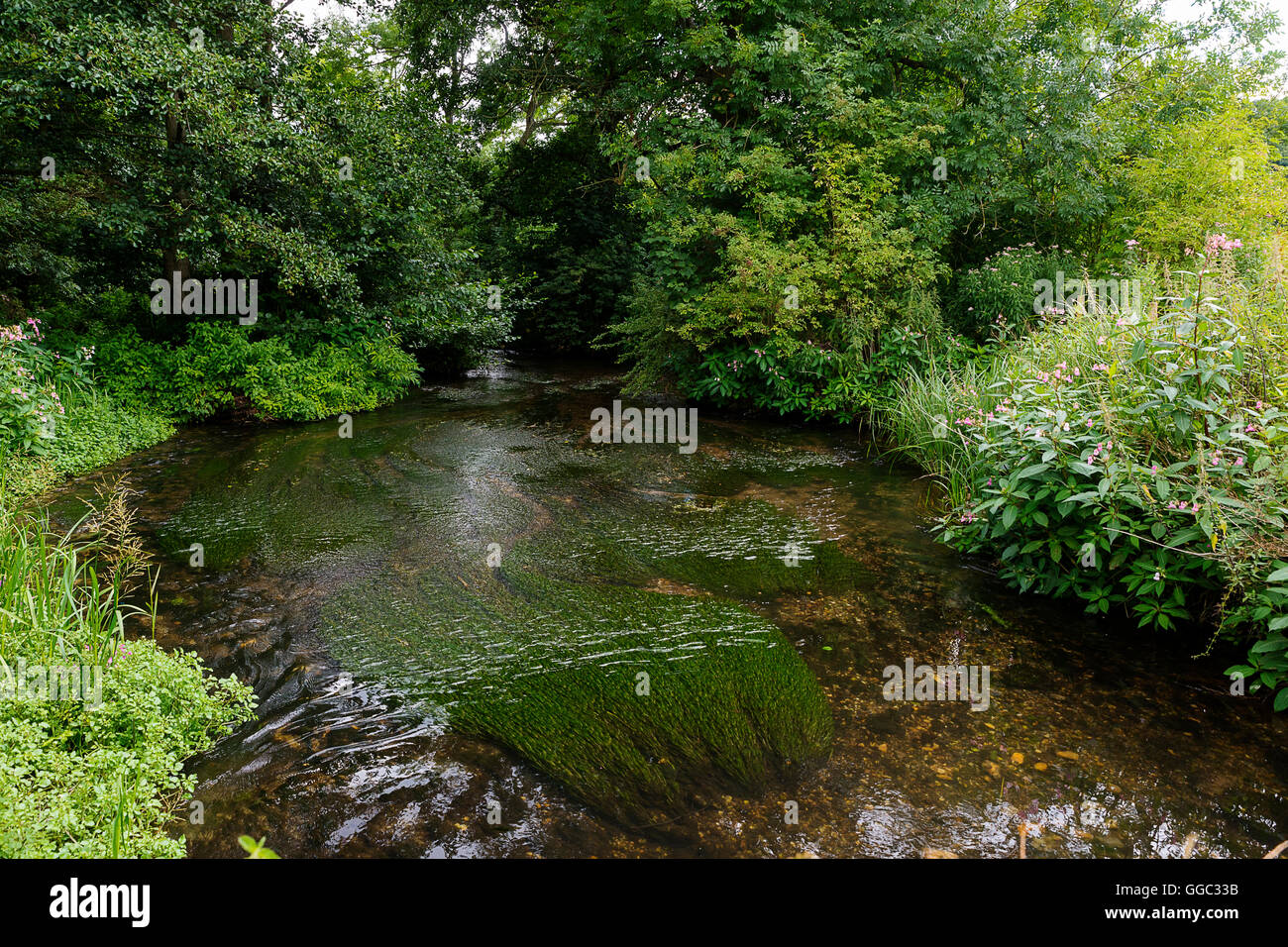Summer time photos of the restoration project at a chalk stream site ...