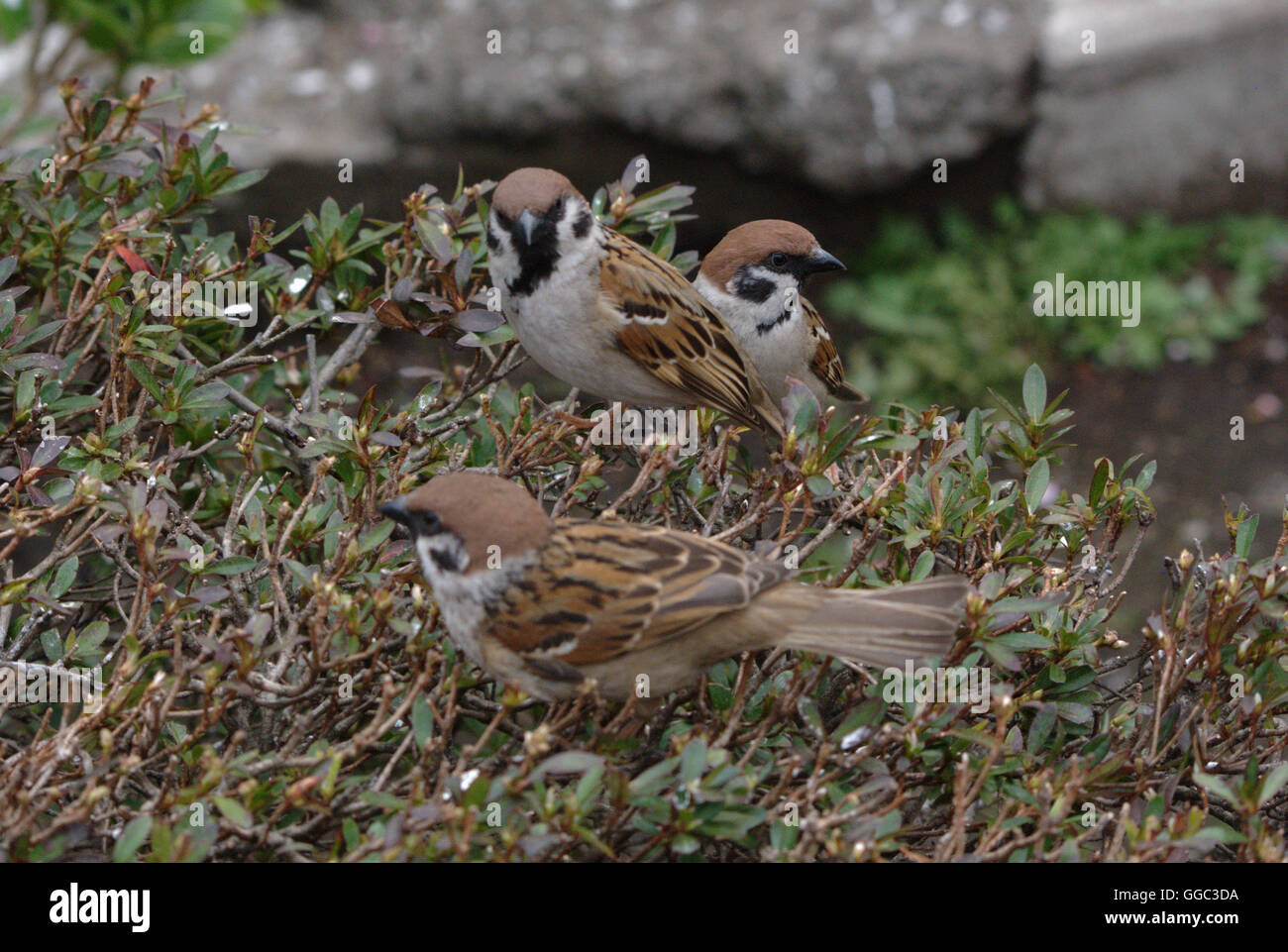 Eurasian Tree Sparrows Stock Photo - Alamy