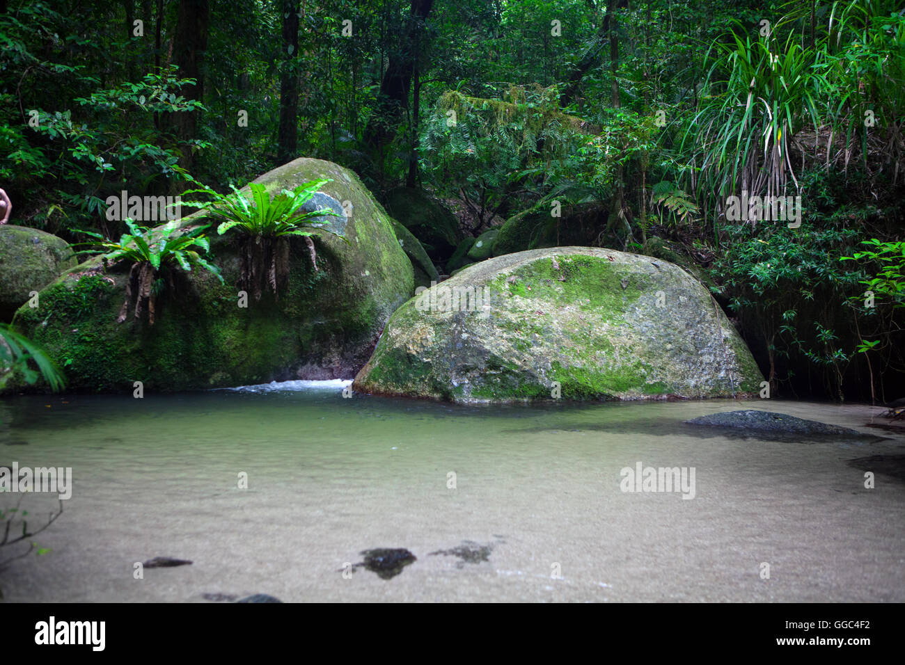 Mossman Gorge, Daintree, Queensland, Australia Stock Photo - Alamy