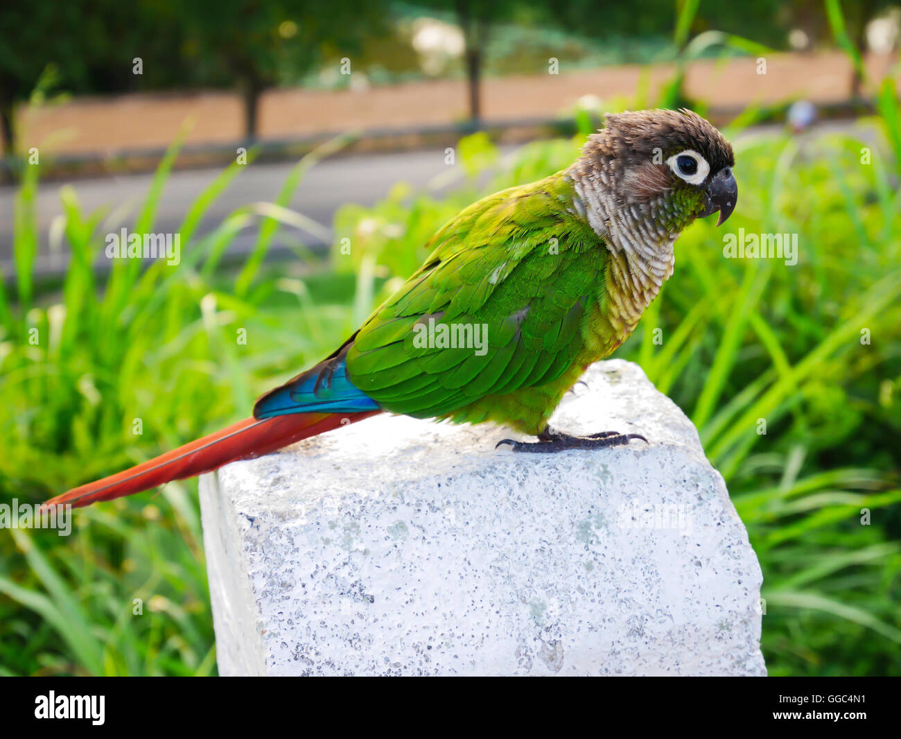 Beautiful green parrot on blur background Stock Photo - Alamy