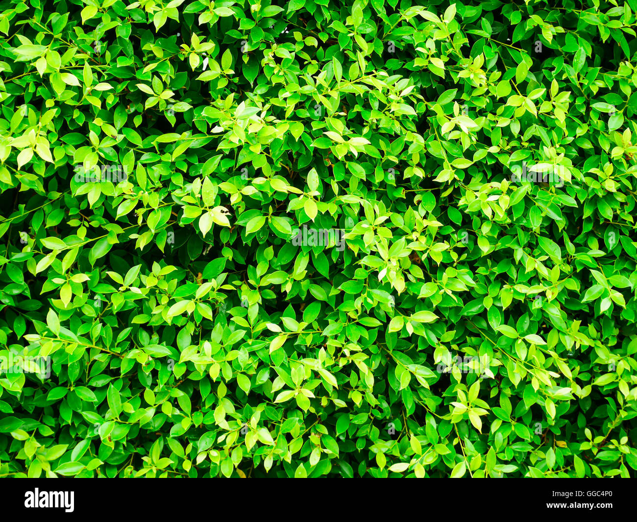 Fresh green leaf background Stock Photo - Alamy