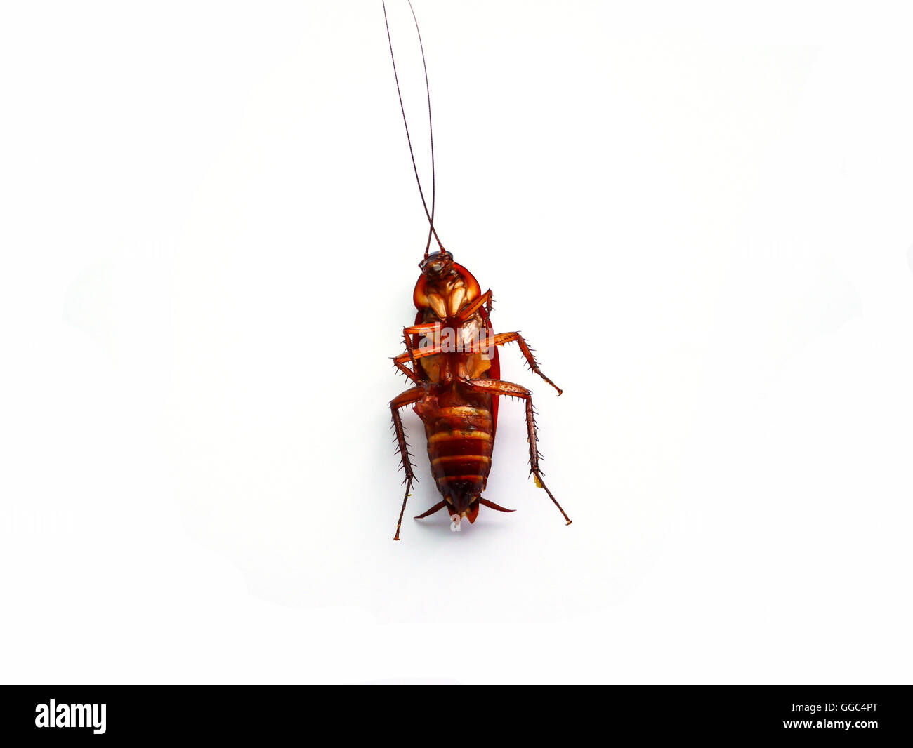Cockroach dead on white background Stock Photo - Alamy
