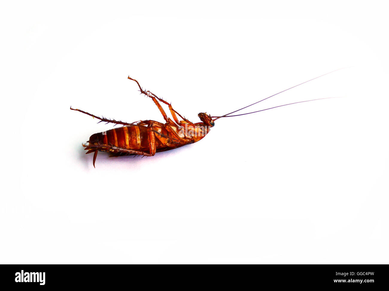 Cockroach dead on white background Stock Photo - Alamy