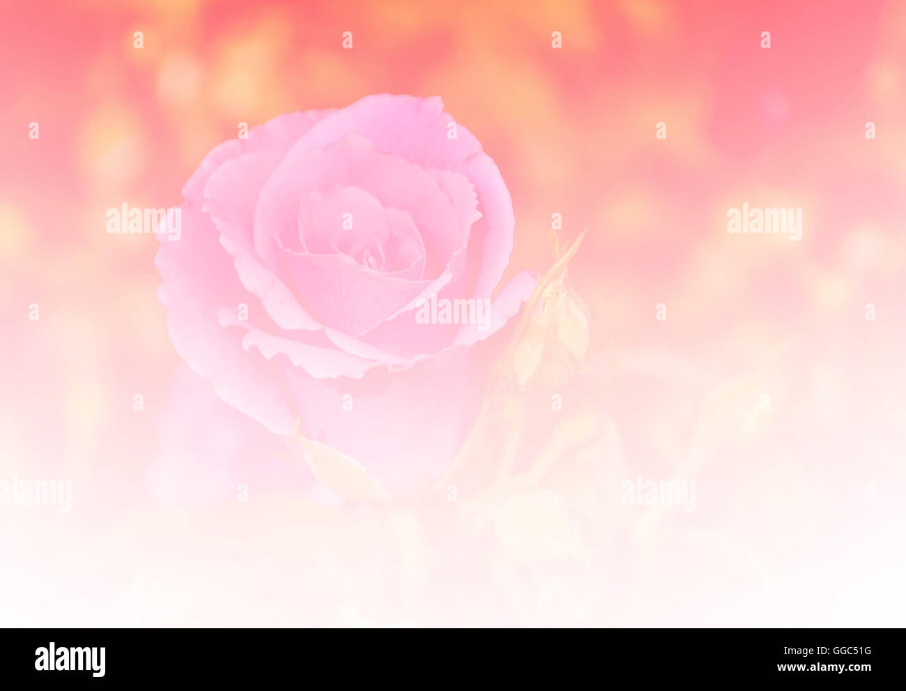 Beautiful rose flower orange color tone background Stock Photo - Alamy