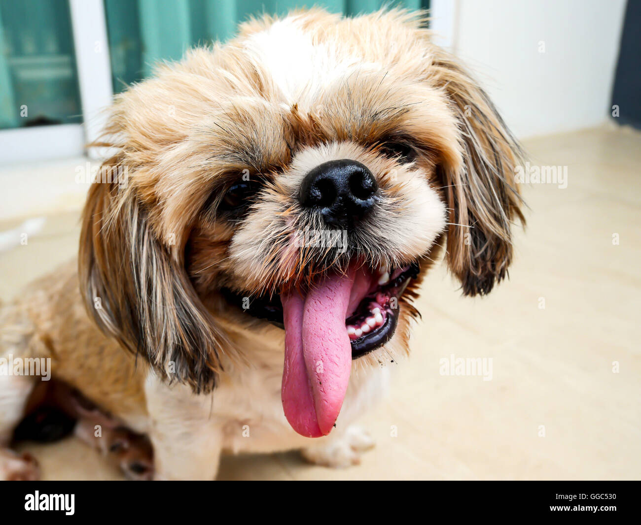 Focus dog face do wonder owner Stock Photo - Alamy