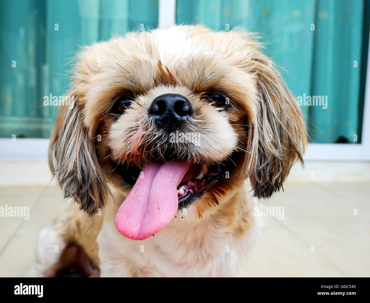 Focus dog face wait its food from owner Stock Photo - Alamy