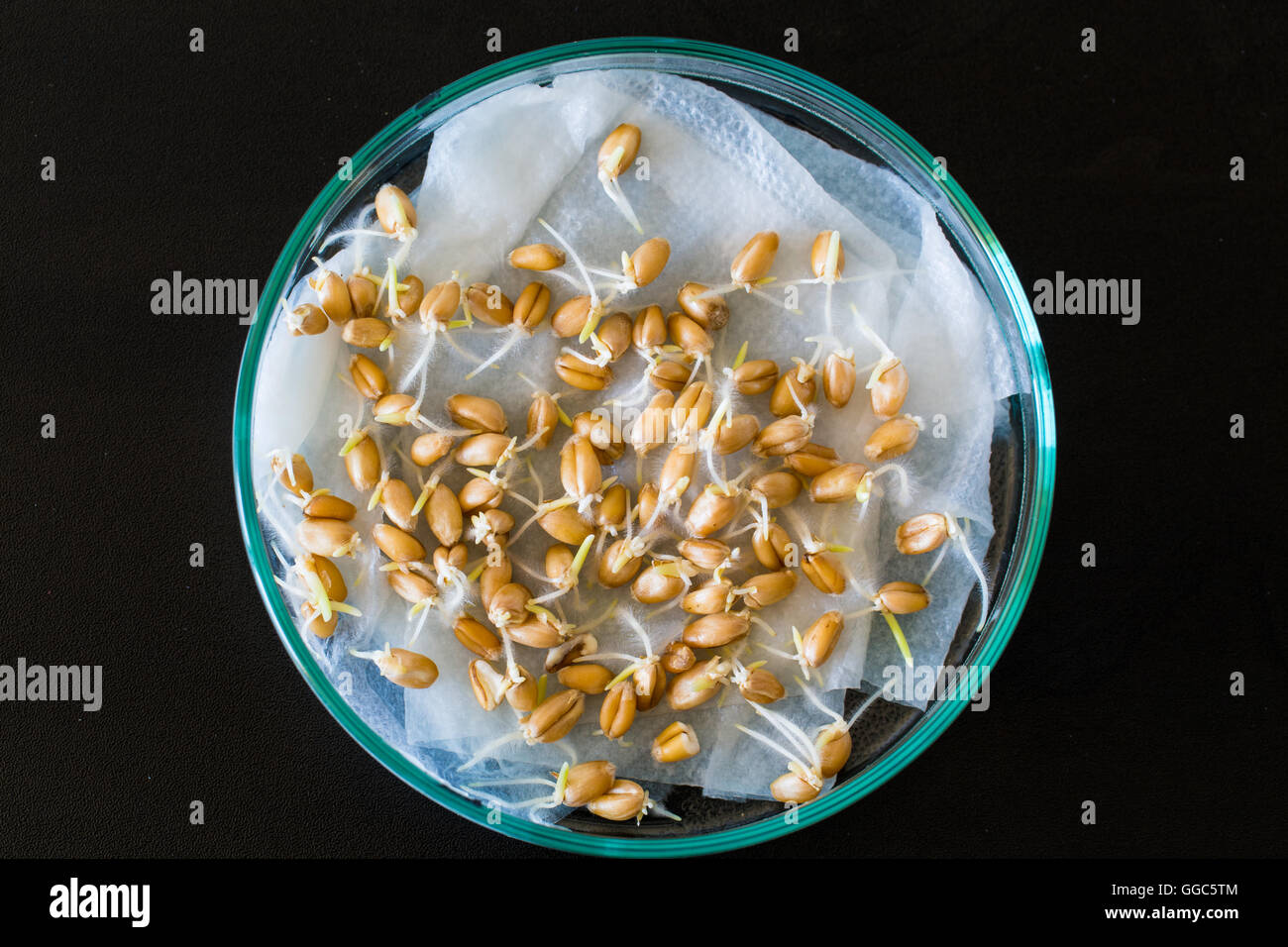 The sprouted seeds in the genetic laboratory Stock Photo - Alamy