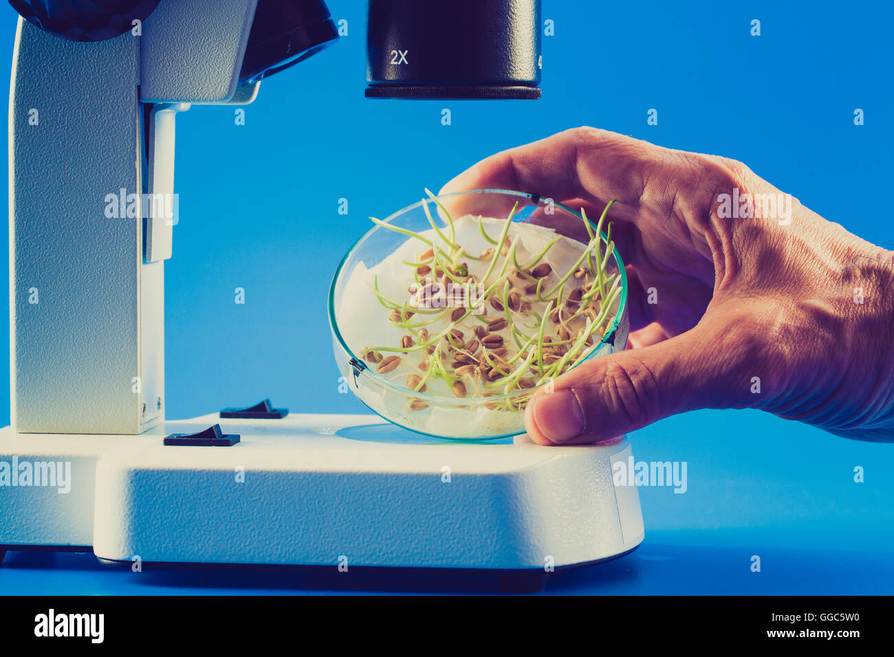 Plant leaf under the microscope hi-res stock photography and images - Alamy