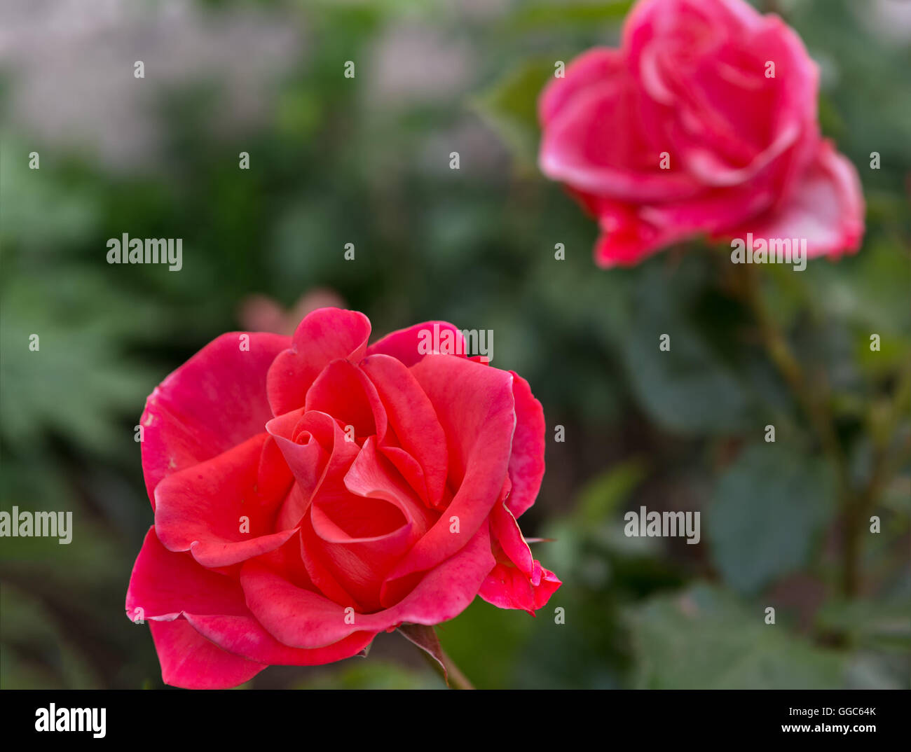 Beautiful red rose bush Stock Photo - Alamy