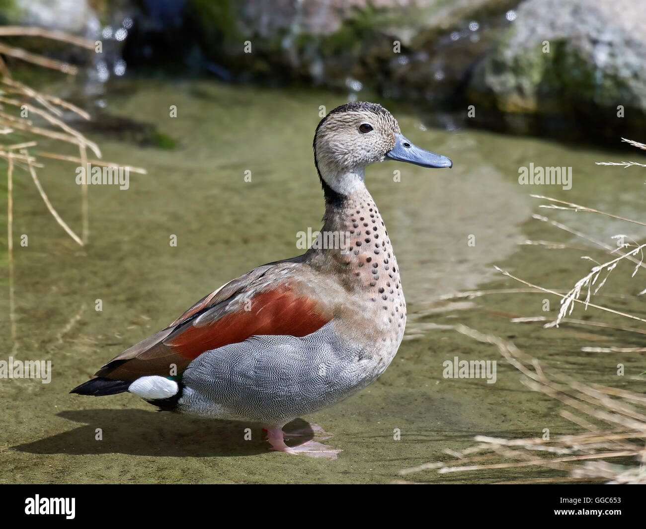 Male ringed teal standing in water in its habitat Stock Photo - Alamy
