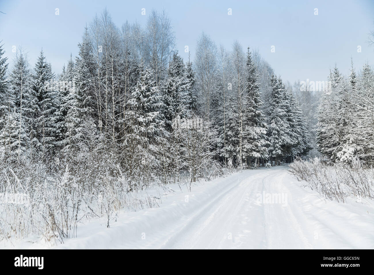 The snowy forest in January Stock Photo - Alamy