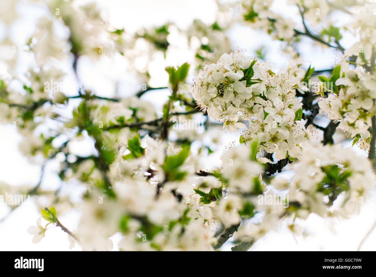 White flowers on the twigs , early spring flowering tree Stock Photo ...
