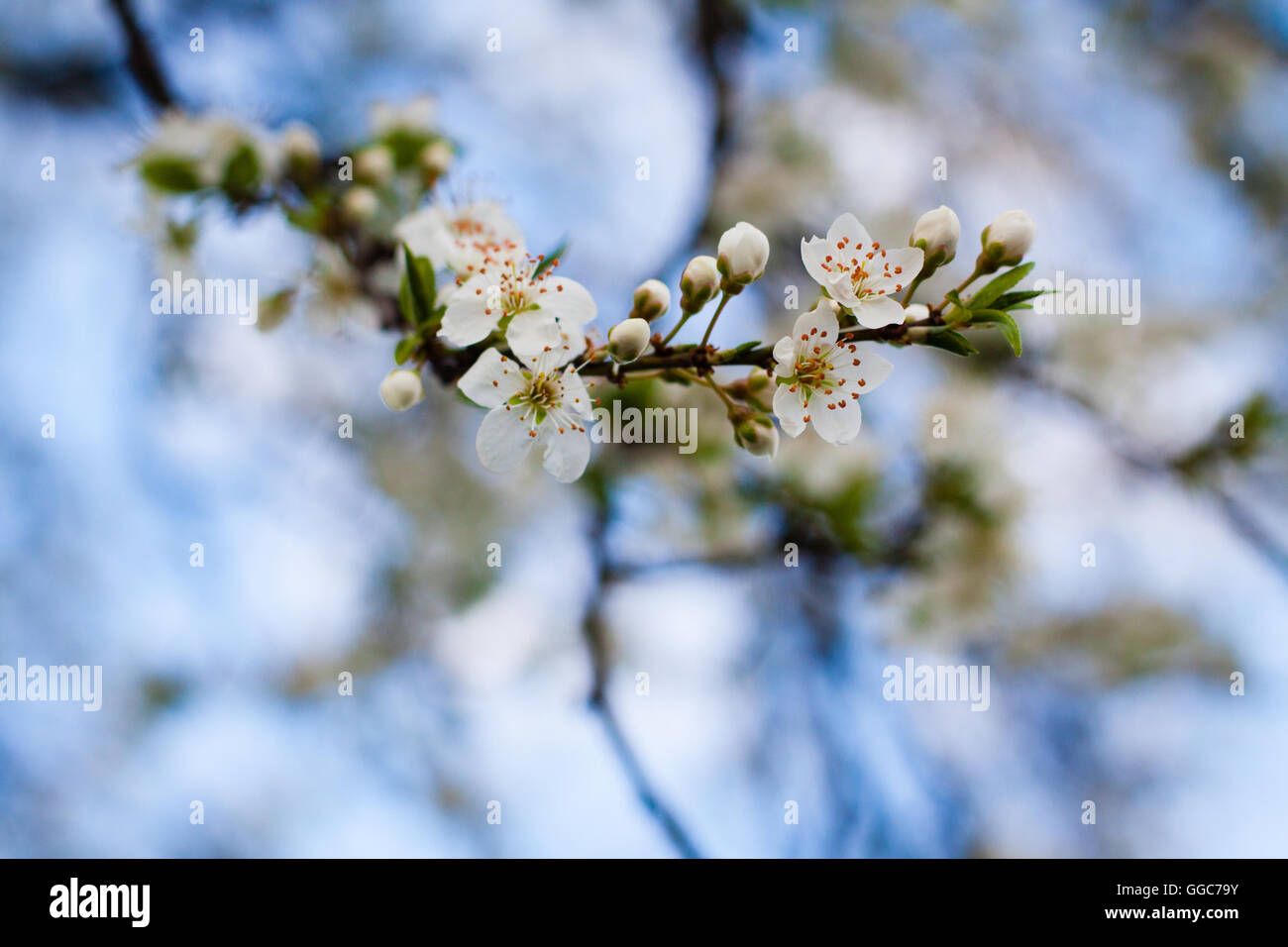 White flowers on the twigs , early spring flowering tree Stock Photo ...