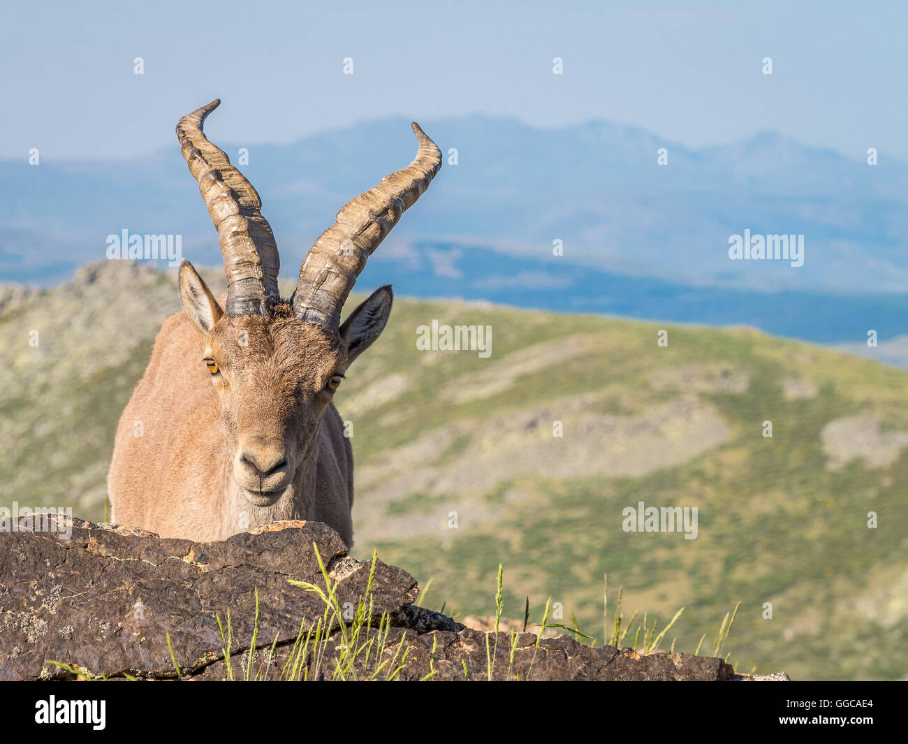Alpine ibex (Capra pyrenaica Stock Photo - Alamy