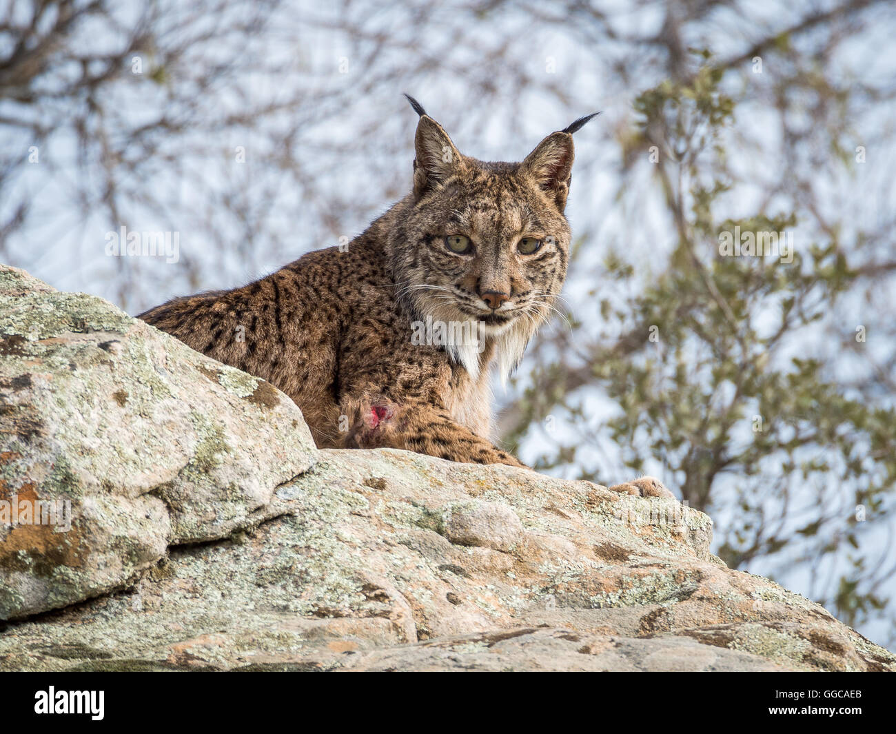 Iberian lynx portugal hi-res stock photography and images - Alamy