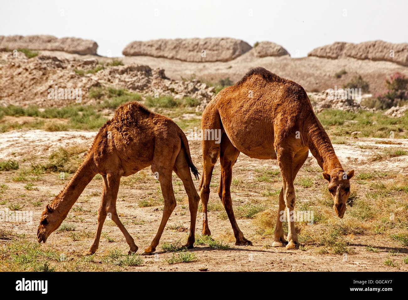 zoology / animals, Turkmenistan, Merv, dromedaries in front of ancient ...