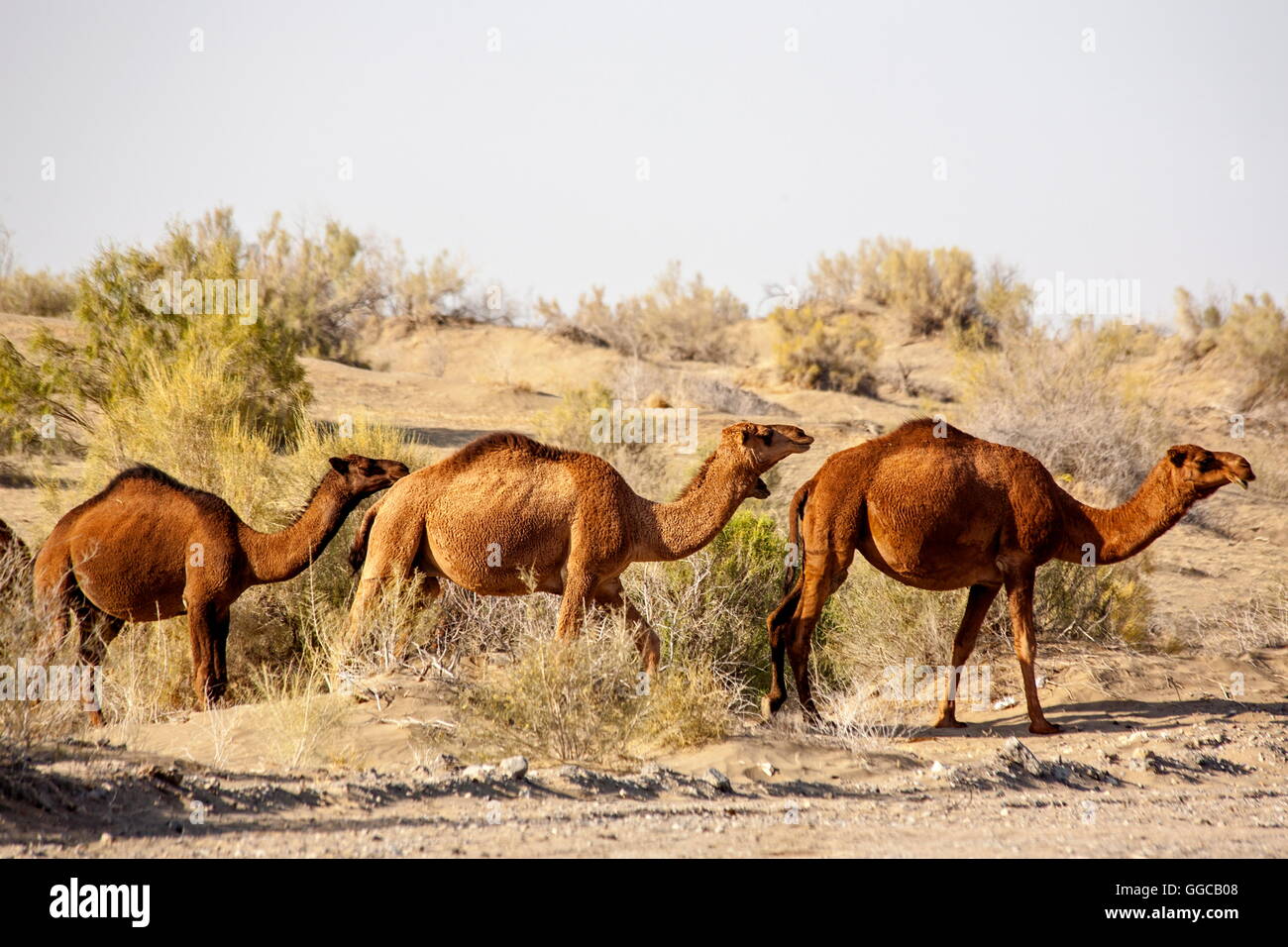 zoology / animals, Turkmenistan, dromedaries in the Karakum Desert ...