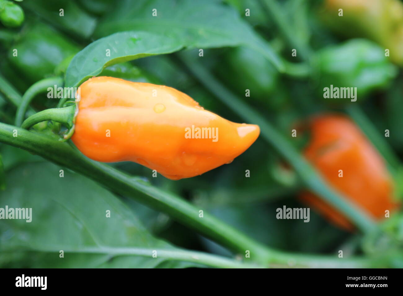 Orange chili pepper hi-res stock photography and images - Alamy