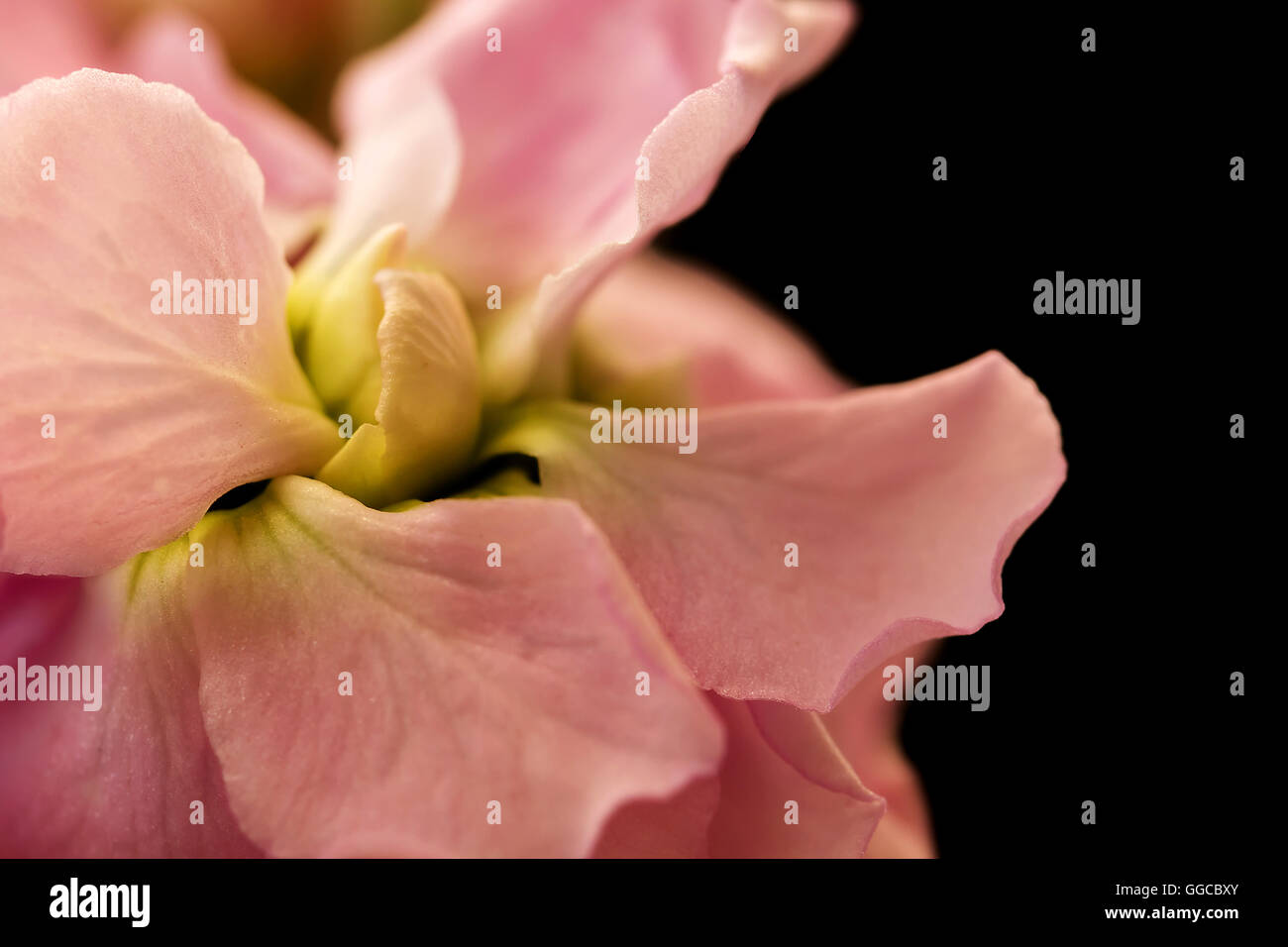 Stock flower hi-res stock photography and images - Alamy