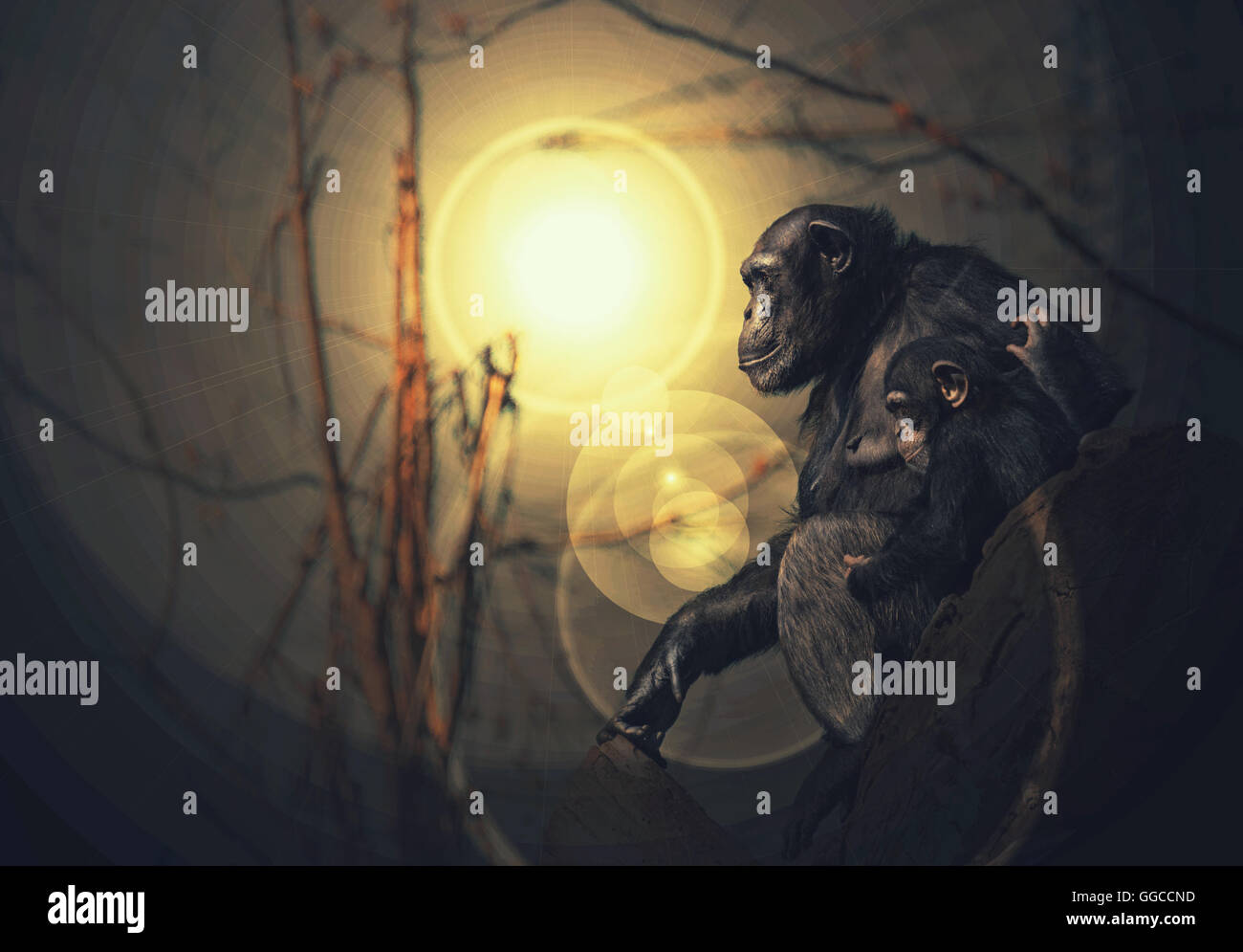 Chimpanzee monkey mother with baby / child at sunset Stock Photo - Alamy