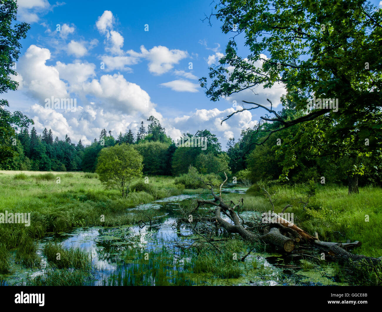 Summer landscape with river and green field with trees, clouds and blue ...