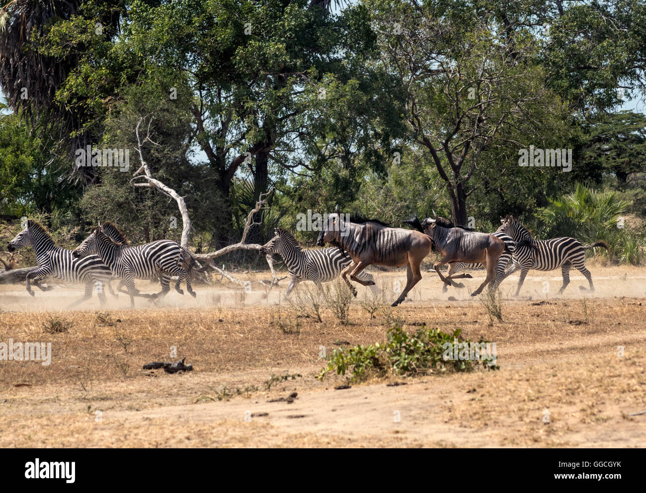 Zebra stampede hi-res stock photography and images - Alamy
