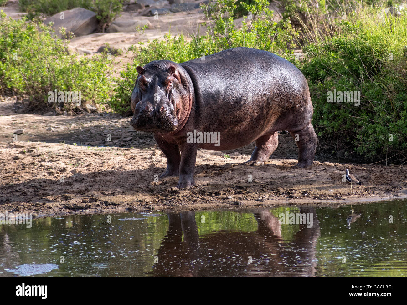 Hippo in the last pool in an otherwise dry river bed Stock Photo - Alamy
