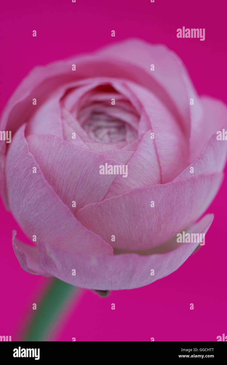 charming pink ranunculus still life Jane Ann Butler Photography ...