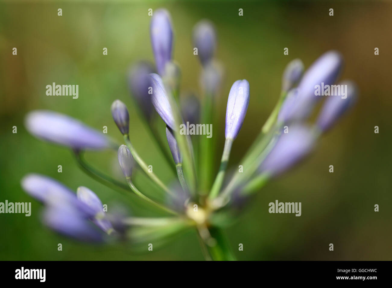 soft focus loving, sentimental violet-blue agapanthus in bud- african ...