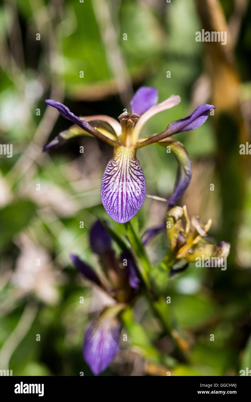 Feotid or Stinking Iris, early Summer 2016 Stock Photo - Alamy