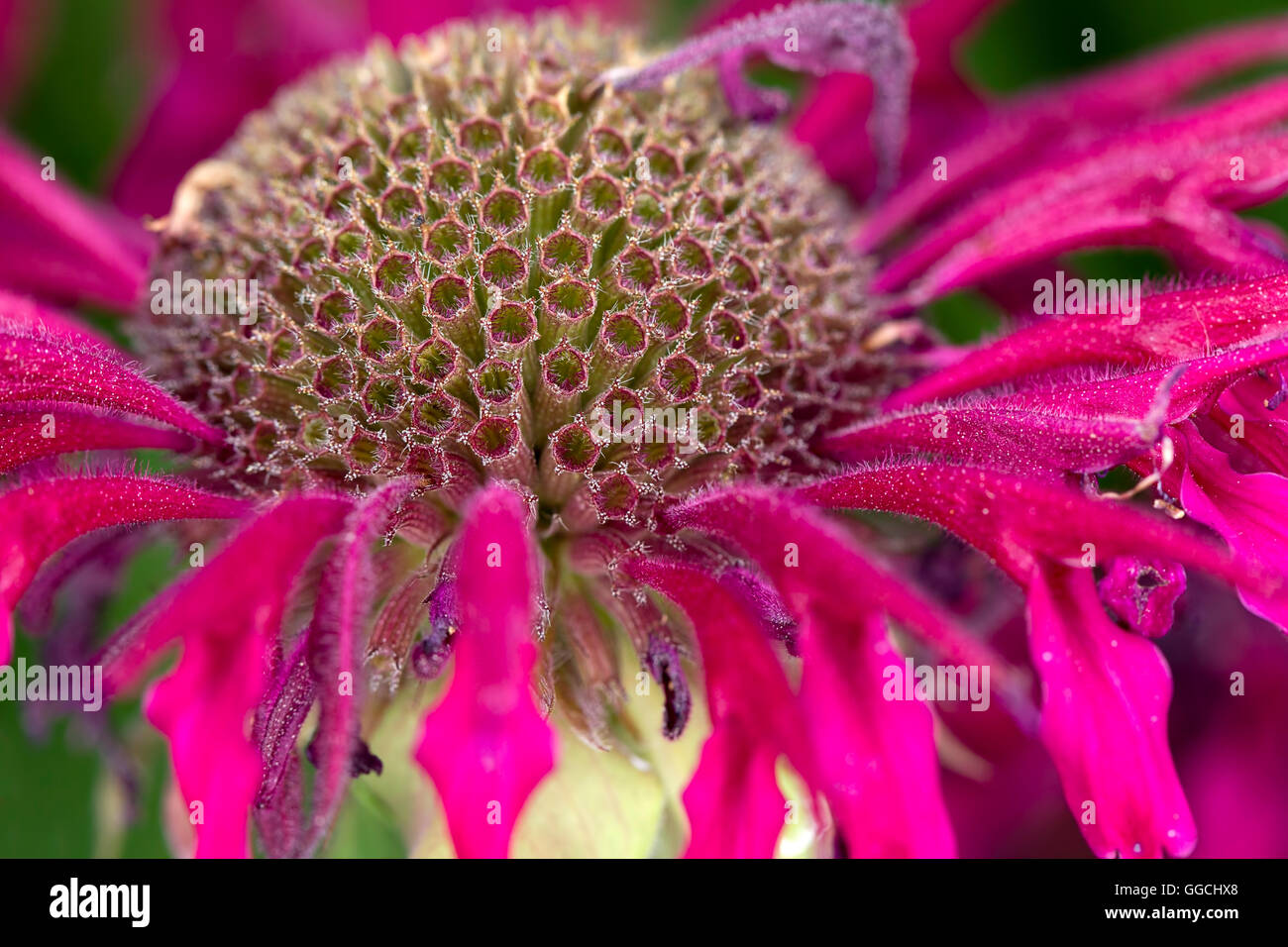 A close up view of the flower of a bee balm plant Stock Photo - Alamy