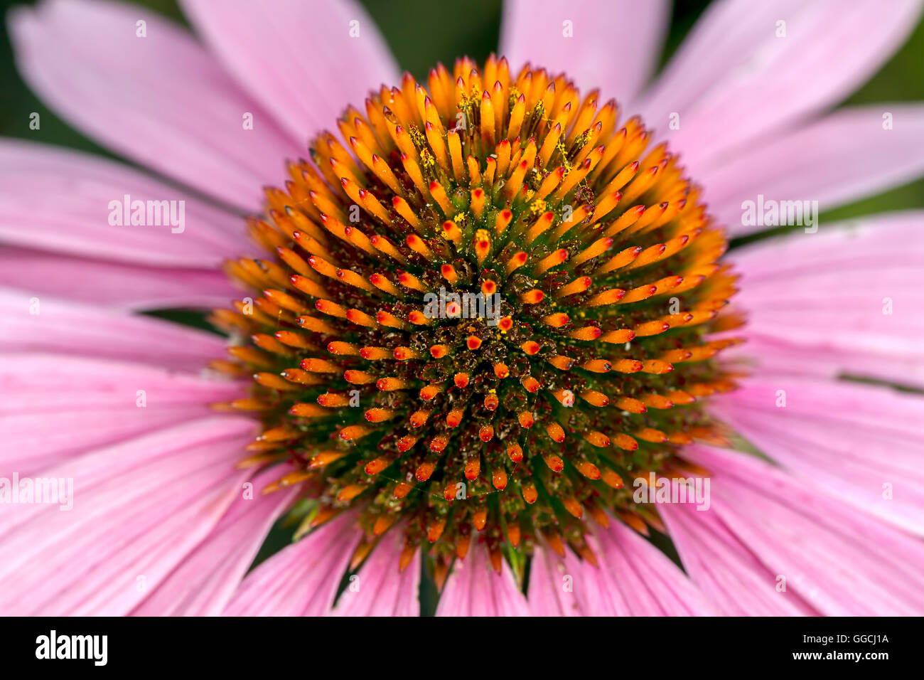 Abstract view of cone flower Stock Photo - Alamy