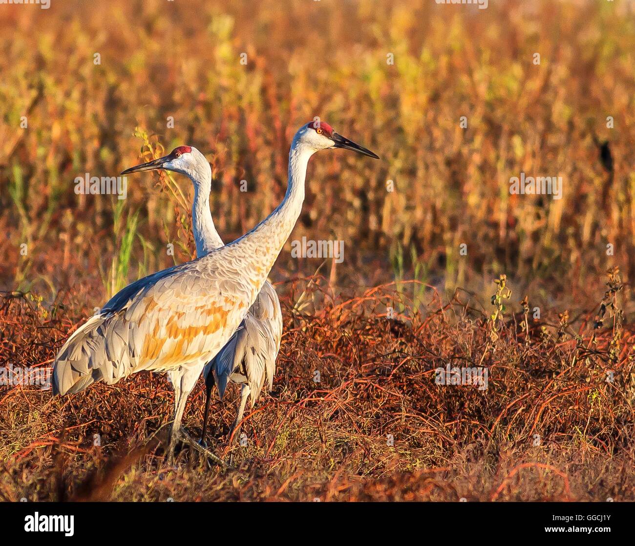 Sandhill cranes at dawn at the Cosumnes River Preserve in the heart of ...