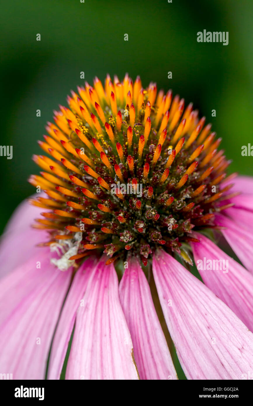 Pale pink cone flower hi-res stock photography and images - Alamy