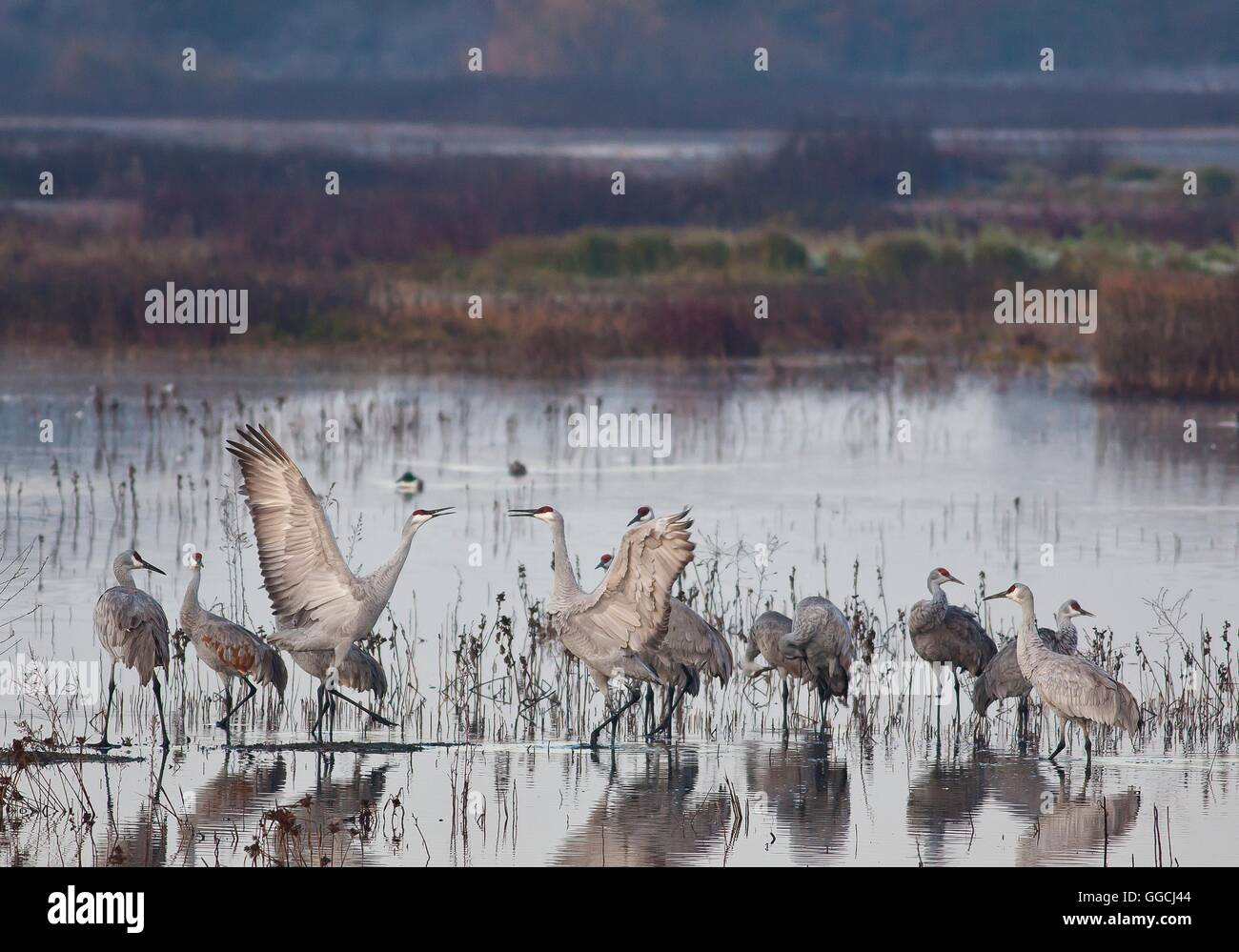 Sandhill cranes at dawn at the Cosumnes River Preserve in the heart of ...