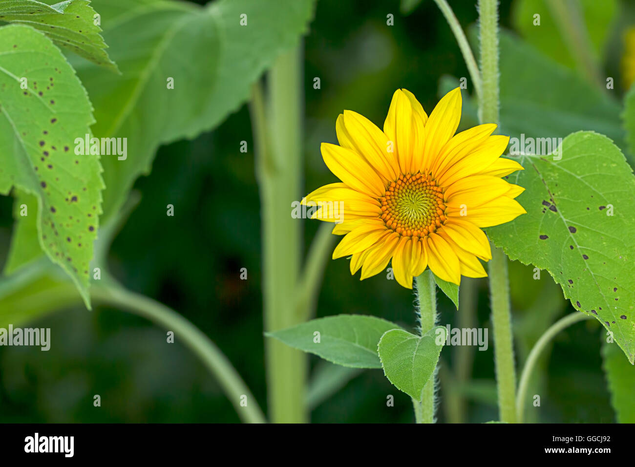 Small sunflower in a garden Stock Photo - Alamy