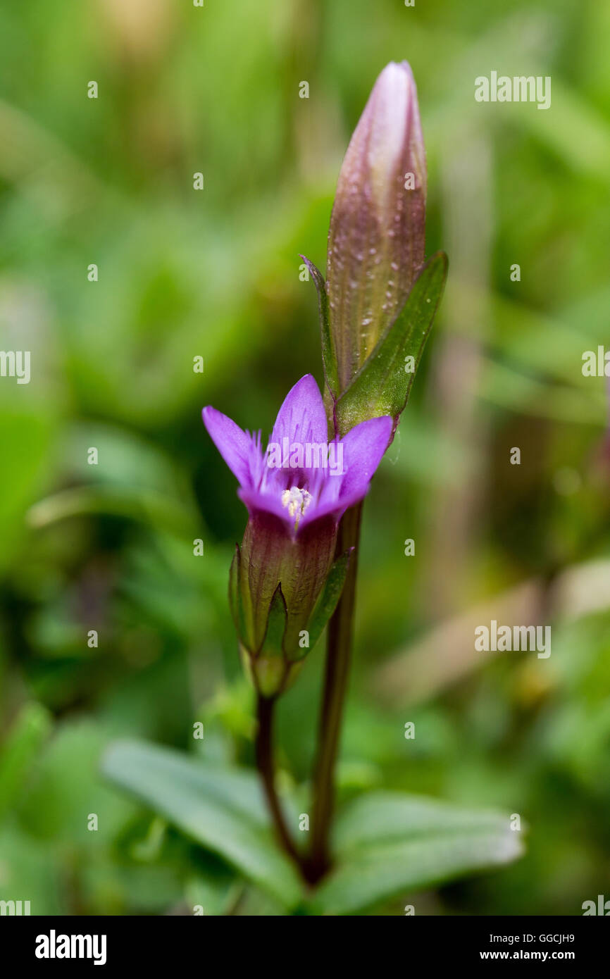 Early Gentian flowering on short turf Summer 2016 Stock Photo - Alamy