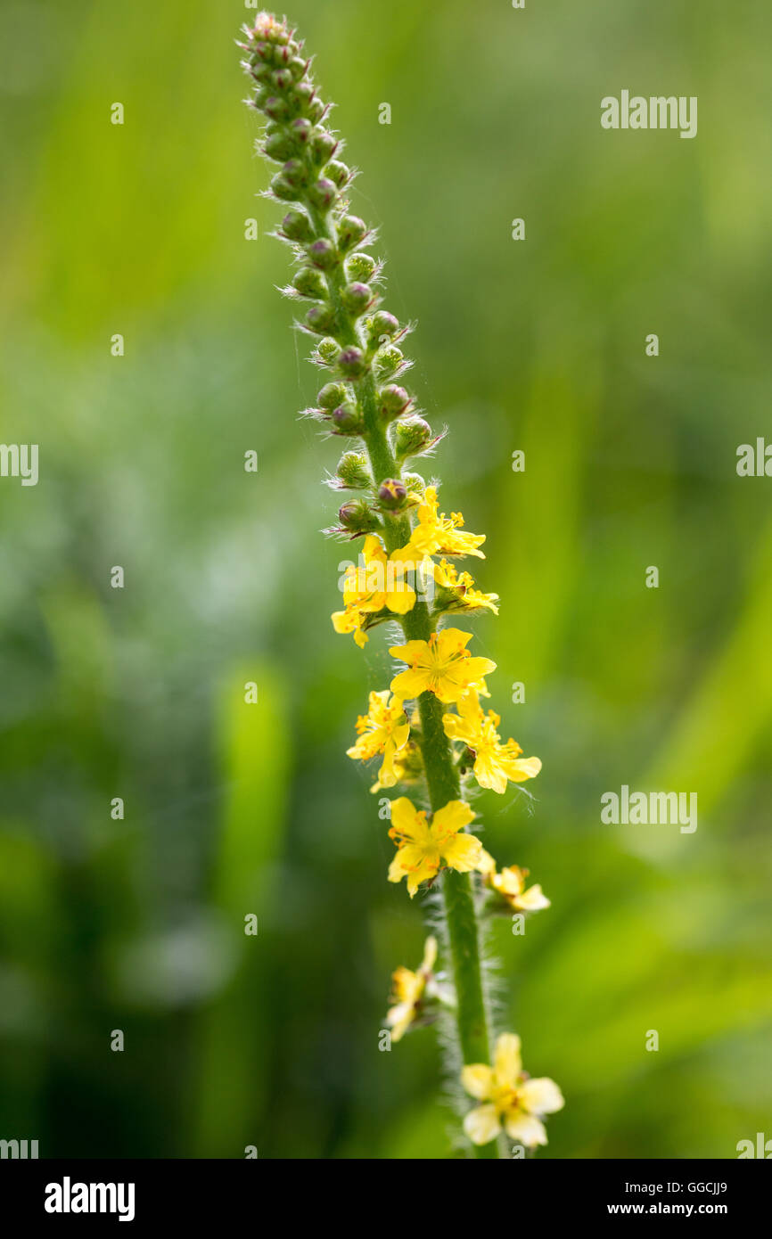 Close-up of newly opened Agrimony flower Summer 2016 Stock Photo - Alamy