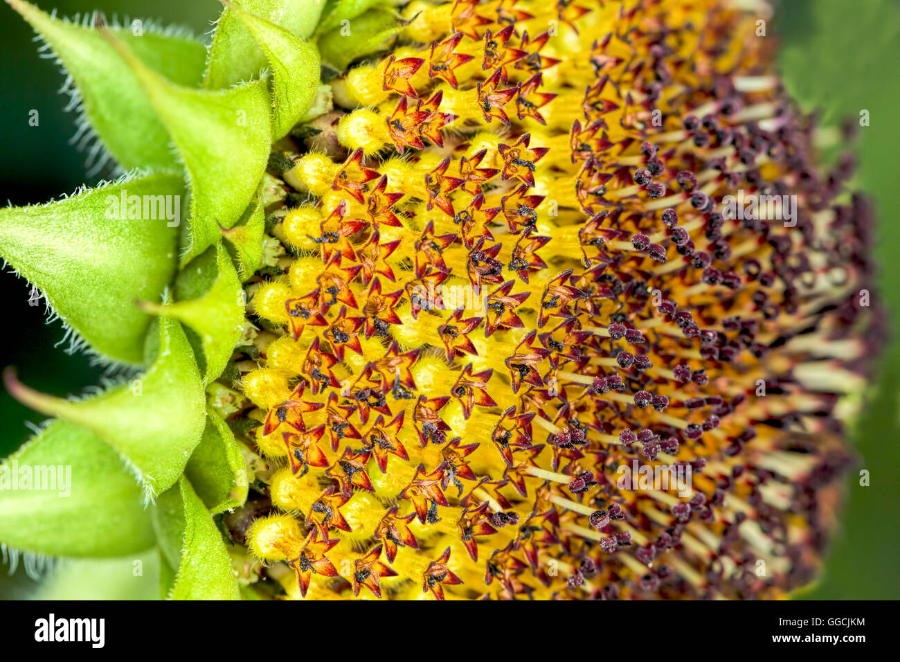 Abstract of sunflower center Stock Photo - Alamy