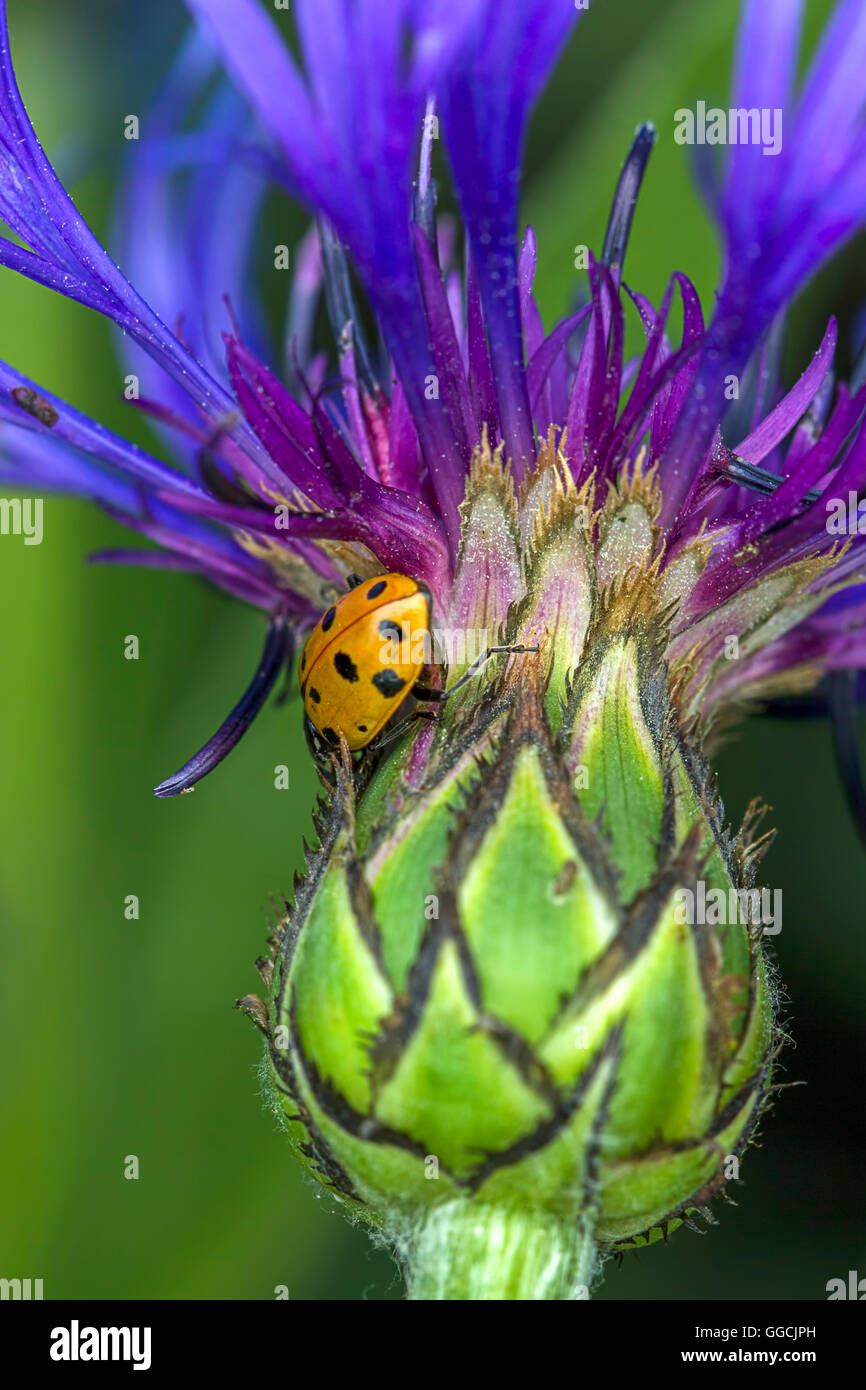 Ladybug on flower Stock Photo - Alamy