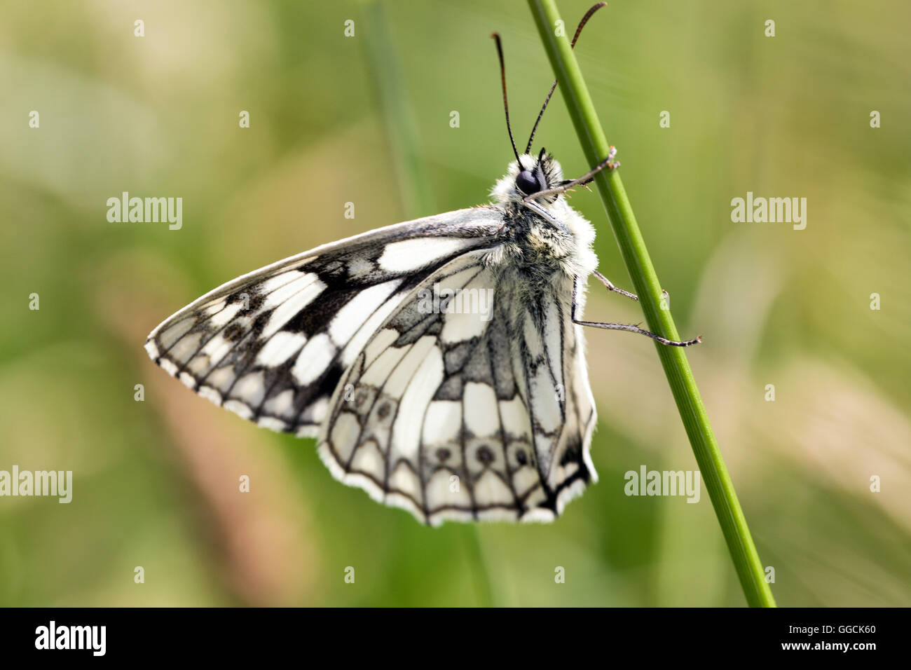 Marbled White butterfly Summer 2016 Stock Photo - Alamy