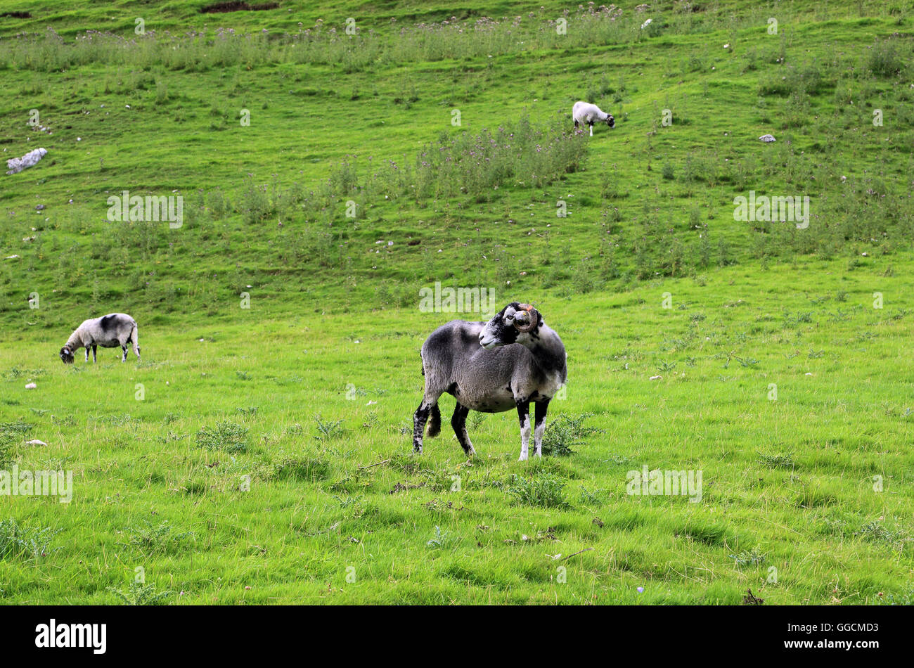 Ukuk hi-res stock photography and images - Alamy