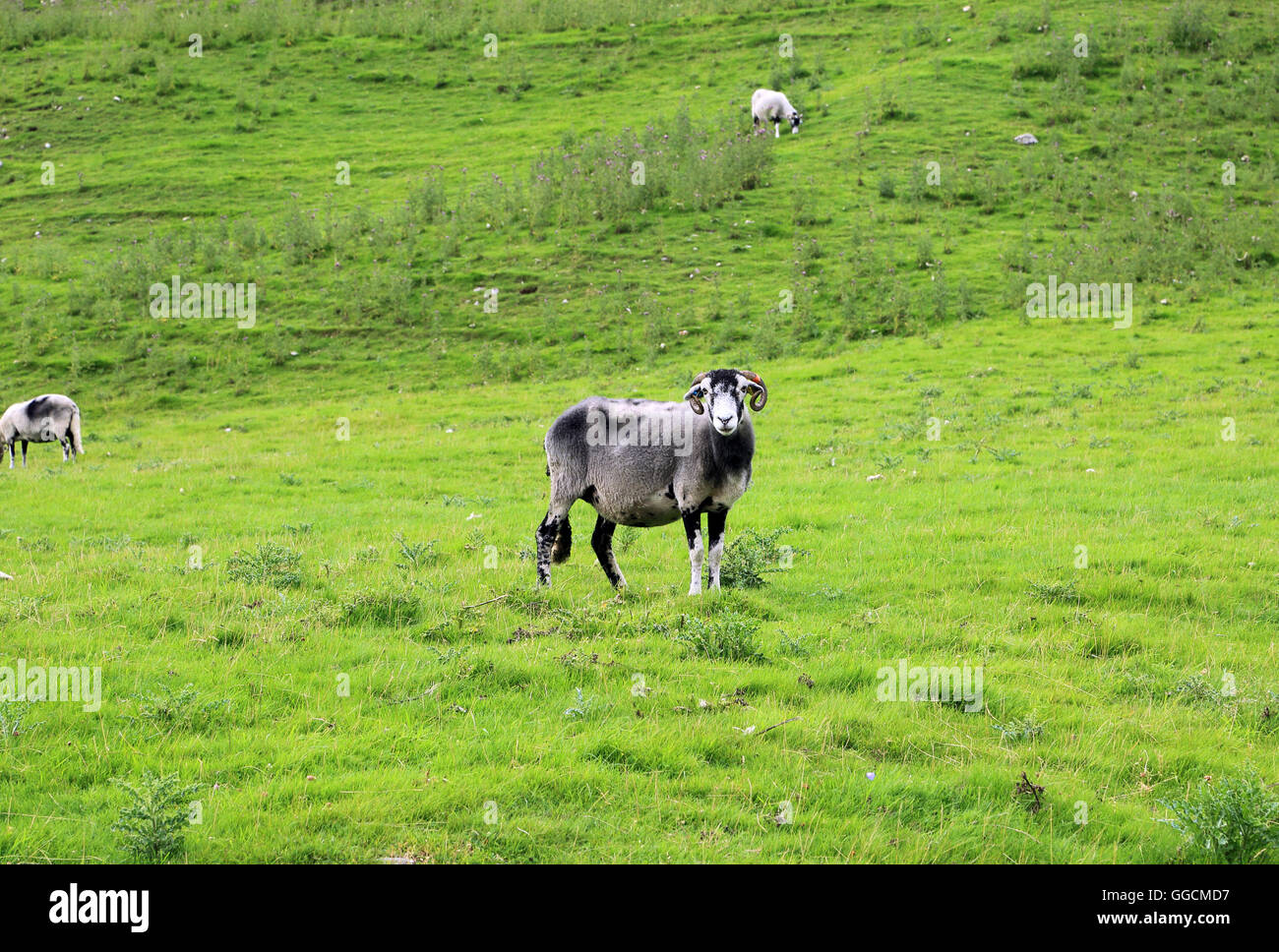 Ukuk hi-res stock photography and images - Alamy