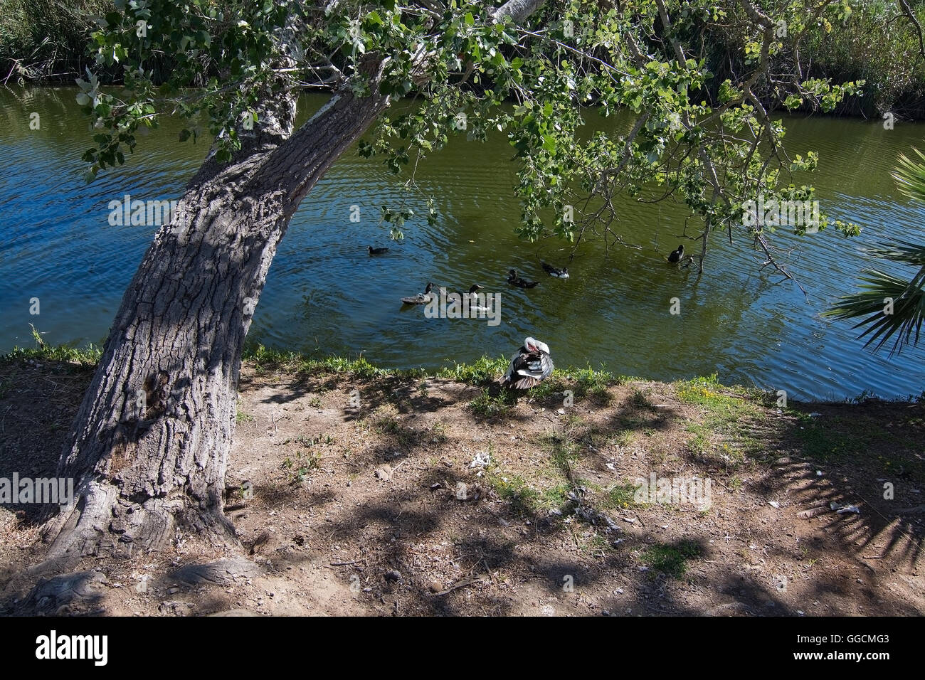 Birds resting on the river edge in Canyamel river wetlands, Mallorca ...