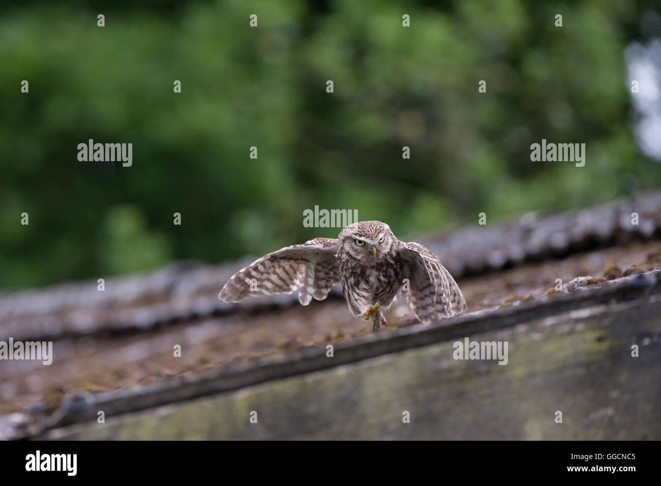 Little owl (Athene noctua) running across a barn roof on a farm in ...