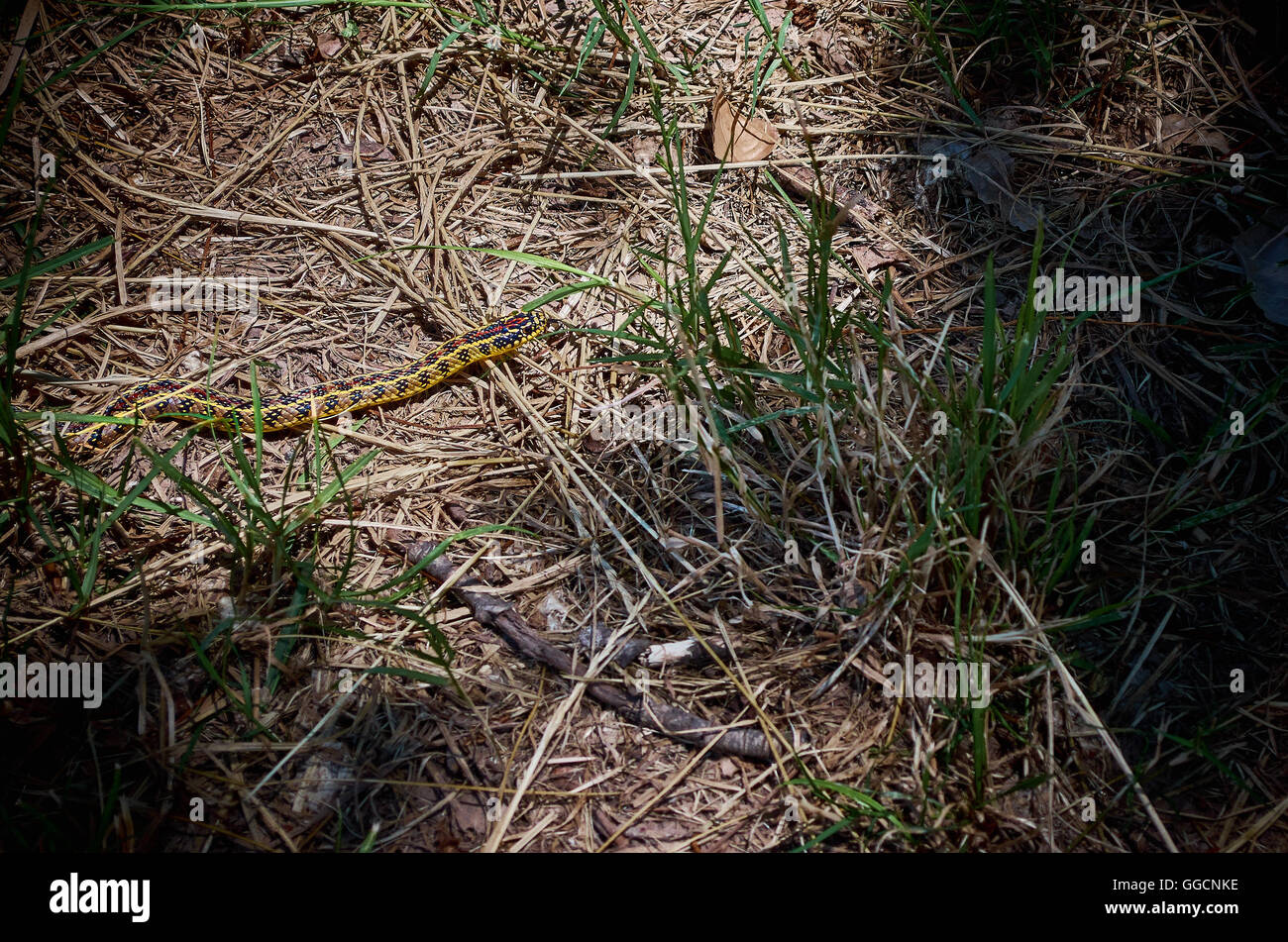 A small snake showing some colors and patterns Stock Photo - Alamy
