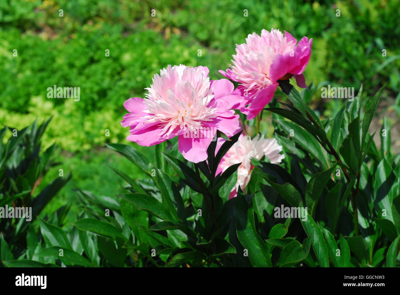 Paeonia Veitchii High Resolution Stock Photography and Images - Alamy