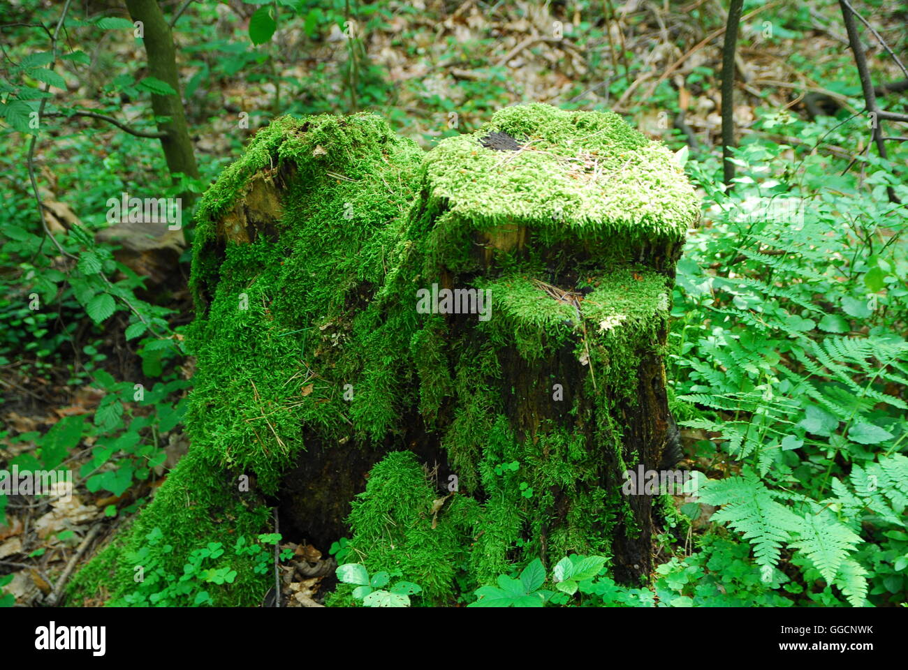 Old stump hi-res stock photography and images - Alamy